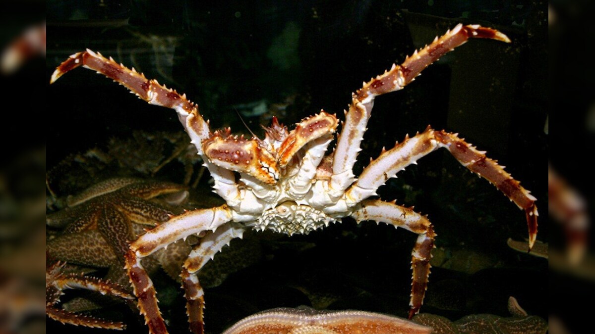 ਇੱਥੋਂ ਕਿਉਂ ਅਲੋਪ ਹੋ ਰਹੇ ਹਨ ਅਰਬਾਂ ਸਮੁੰਦਰੀ ਕੇਕੜੇ, ਕੀ ਧਰਤੀ 'ਤੇ ਕੋਈ ਸੰਕਟ ਹੈ ...