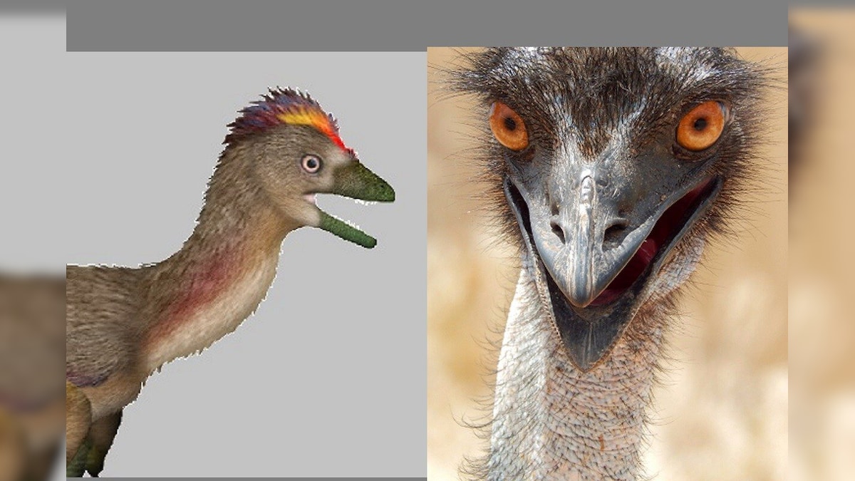 ਅੱਜ ਦੇ ਕਿਹੜੇ ਜਾਨਵਰ ਡਾਇਨਾਸੌਰ ਵਰਗੇ ਦਿਸਦੇ ਹਨ? ਜਾਣੋ , What modern day ...