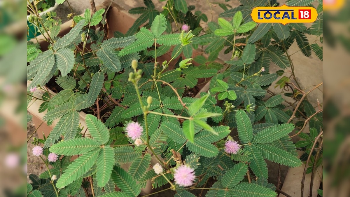 ਲਾਜਵੰਤੀ ਦਾ ਬੂਟਾ ਔਸ਼ਧੀ ਗੁਣਾਂ ਦਾ ਹੈ ਖਜ਼ਾਨਾ! ਬਵਾਸੀਰ, ਖਾਂਸੀ ਅਤੇ ਸ਼ੂਗਰ ਨੂੰ ...