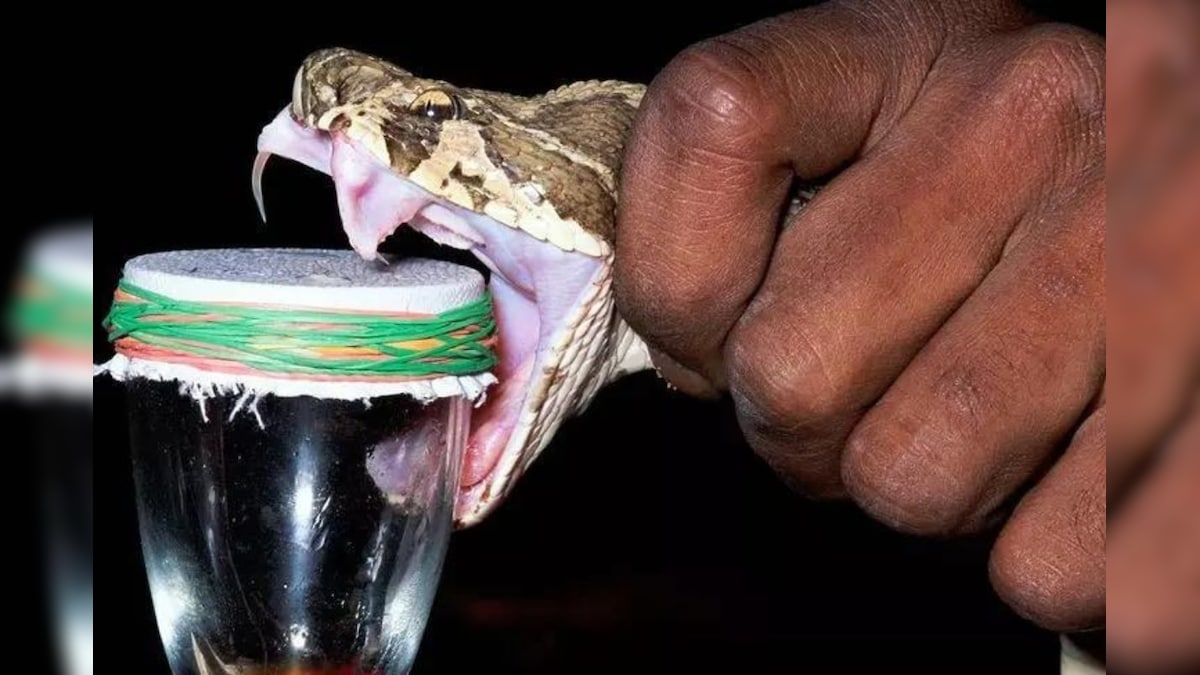 ਆਖਿਰ ਕੀ ਹੈ ਸਨੇਕ ਬਾਈਟ ਦਾ ਨਸ਼ਾ, ਪੜ੍ਹੋ ਪੂਰੀ ਖ਼ਬਰ, What is snake bite ...