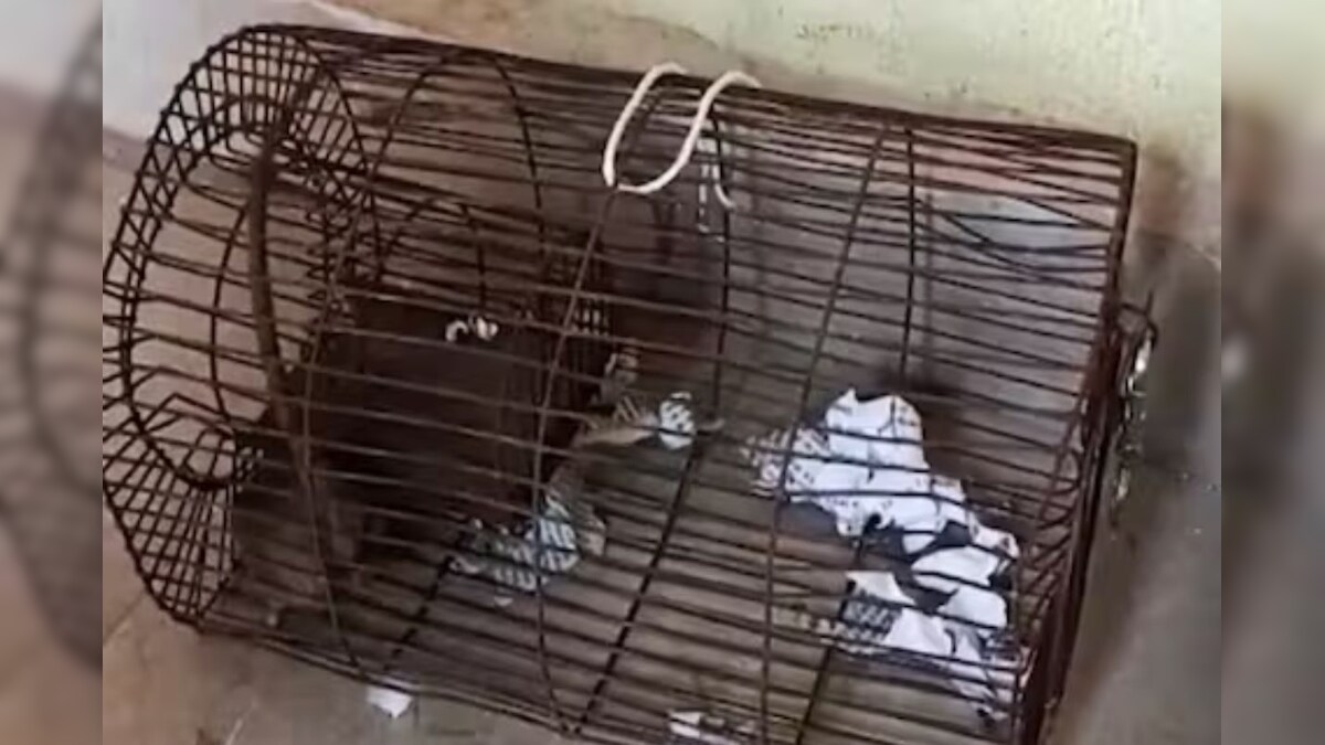 ਪੁਲਿਸ ਨੇ ਚੂਹੇ 'ਤੇ ਲਾਏ ਮਾਲਖਾਨੇ 'ਚੋਂ 60 ਬੋਤਲਾਂ ਨਾਜਾਇਜ਼ ਸ਼ਰਾਬ ਪੀਣ ਦੇ ਦੋਸ਼ ...