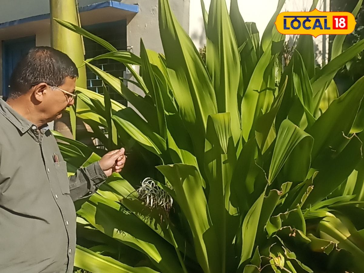 Sudarshan plant also known as crinum latifolium can cure fever and ...