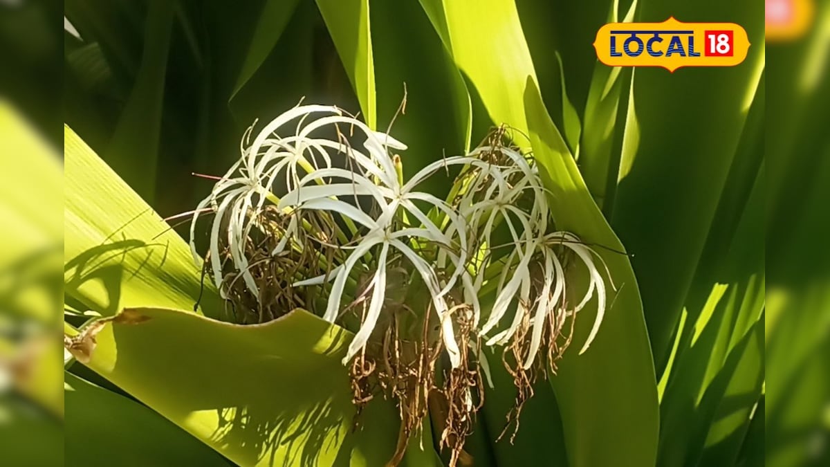 Sudarshan plant also known as crinum latifolium can cure fever and ...