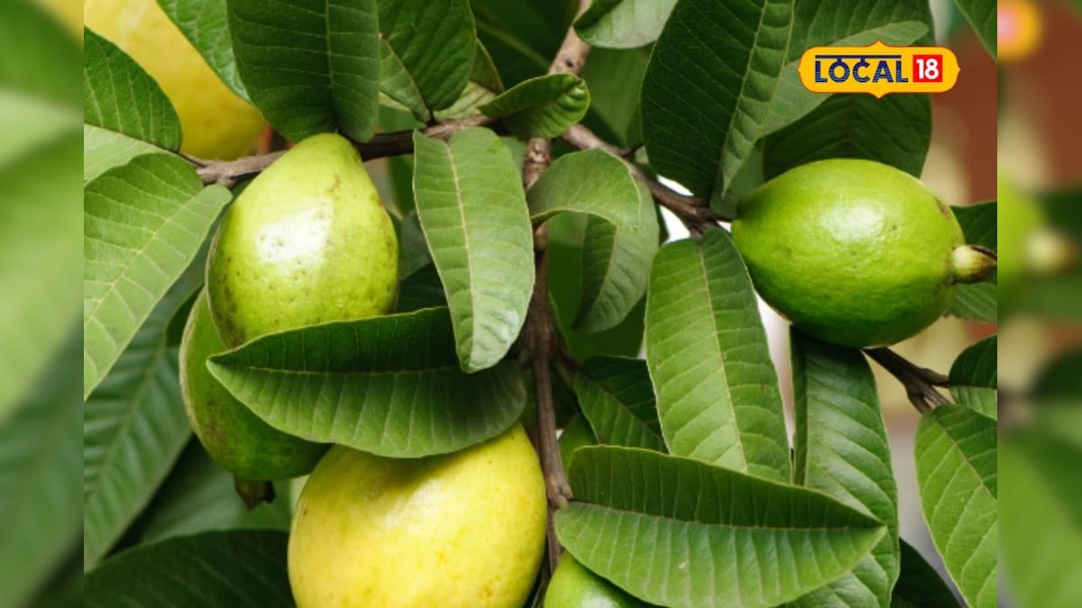 ਅਮਰੂਦ ਨਾਲੋਂ ਇਸ ਦੇ ਪੱਤਿਆਂ ਦੇ ਹੁੰਦੇ ਹਨ ਜ਼ਿਆਦਾ ਫਾਇਦੇ, ਕਬਜ਼ ਅਤੇ ਪੇਟ ਦੀ ਸਫਾਈ ...