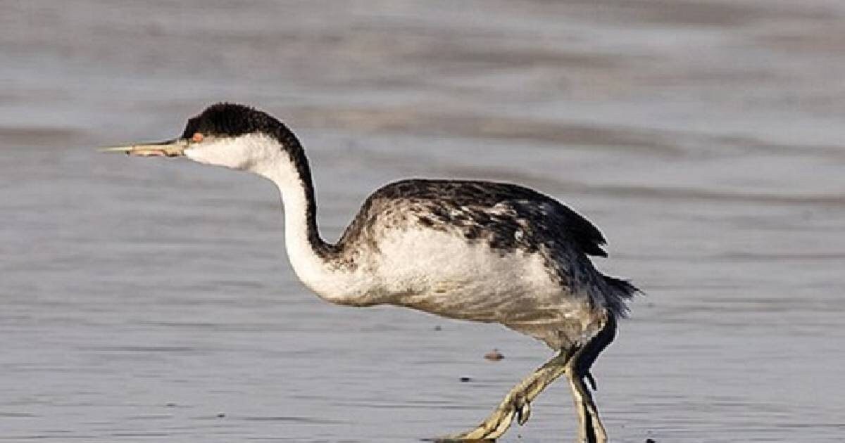 Wildlife do birds have knees and why do they look weird - ਕੀ ਪੰਛੀਆਂ ਦੇ ...