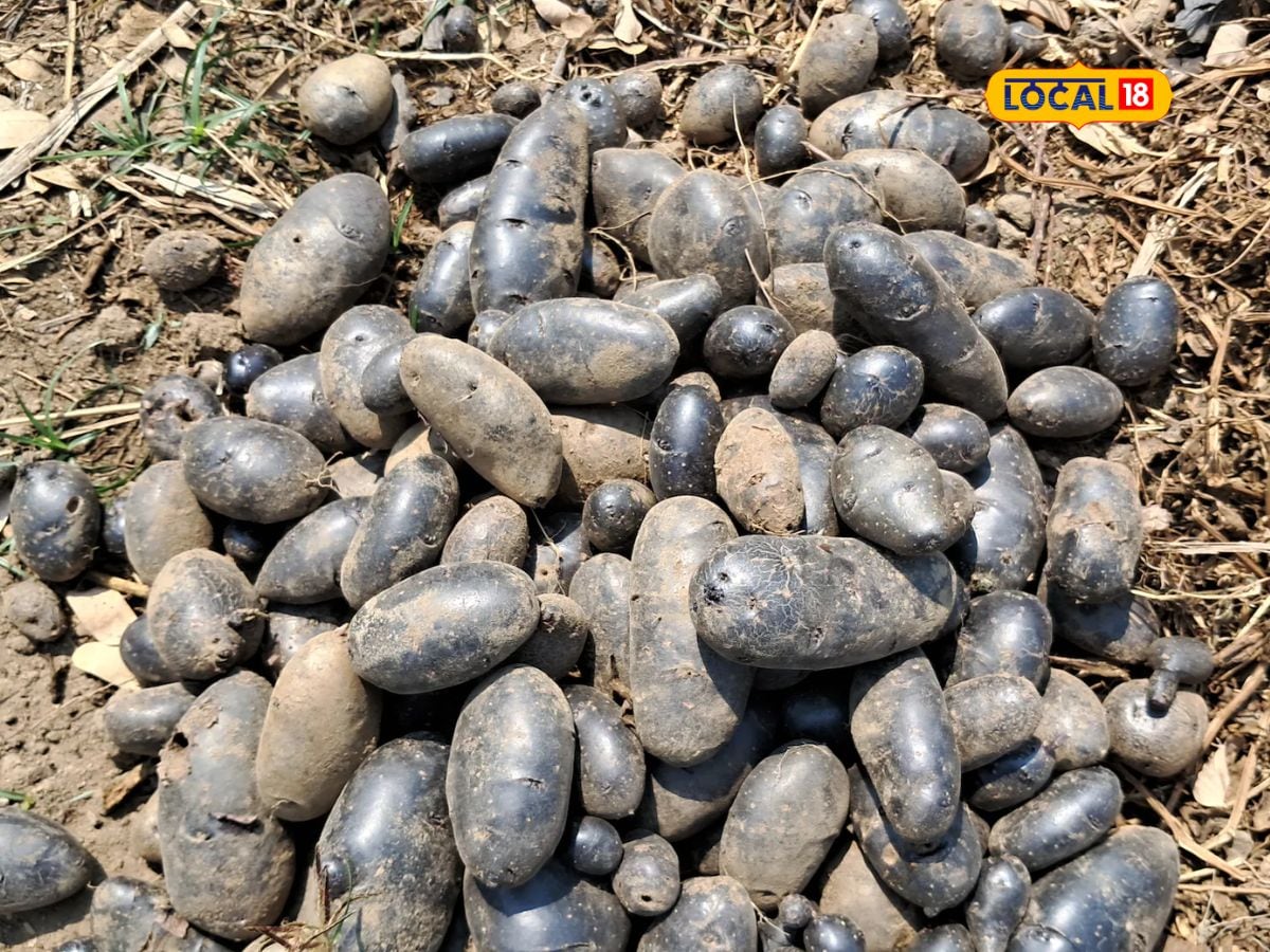 ਕਾਲੇ ਆਲੂਆਂ ਦੀ ਖੇਤੀ ਕਰ ਮਾਲੋ-ਮਾਲ ਹੋਏ ਕਿਸਾਨ...ਸ਼ੂਗਰ ਦੇ ਮਰੀਜ਼ ਵੀ ਇਸ ਆਲੂ ਦਾ ...