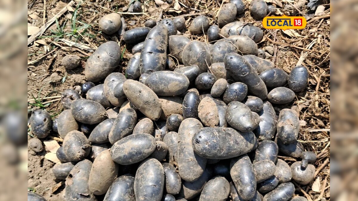 ਕਾਲੇ ਆਲੂਆਂ ਦੀ ਖੇਤੀ ਕਰ ਮਾਲੋ-ਮਾਲ ਹੋਏ ਕਿਸਾਨ...ਸ਼ੂਗਰ ਦੇ ਮਰੀਜ਼ ਵੀ ਇਸ ਆਲੂ ਦਾ ...