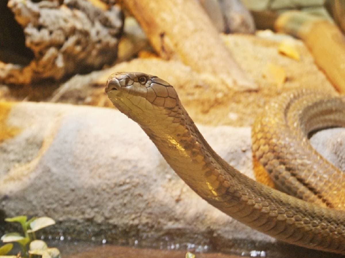 Know how fast king cobra snake he can run faster than human and when ...