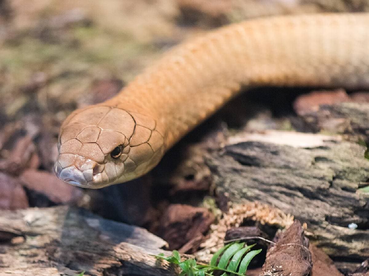 Know how fast king cobra snake he can run faster than human and when ...