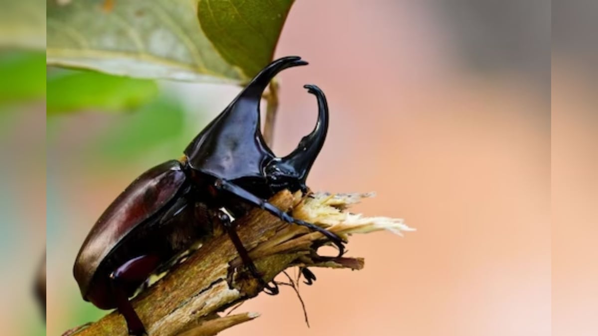 ਦੁਨੀਆਂ ਦਾ ਸਭ ਤੋਂ ਮਹਿੰਗਾ ਕੀੜਾ, ਜੇ ਮਿਲ ਜਾਵੇ ਤਾਂ ਖਰੀਦ ਲਵੋਗੇ Audi-BMW ...