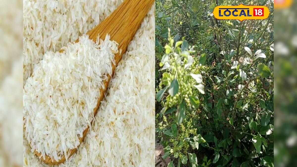 Isabgol plant is a medicine for many diseases - ਸੰਜੀਵਨੀ ਬੂਟੀ ਤੋਂ ਘੱਟ ...