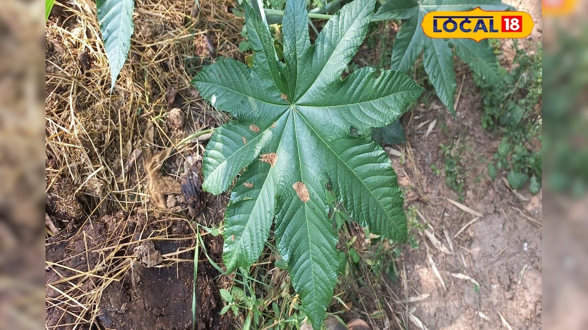 ਇਸ ਪੱਤੇ ਦਾ ਤੇਲ ਇੱਕ ਦਵਾਈ ਹੈ; ਝੜਦੇ ਵਾਲ ਅਤੇ ਚਿਹਰੇ ਦੇ ਕਾਲੇ ਧੱਬੇ ਦੂਰ ਕਰੇਗਾ ...