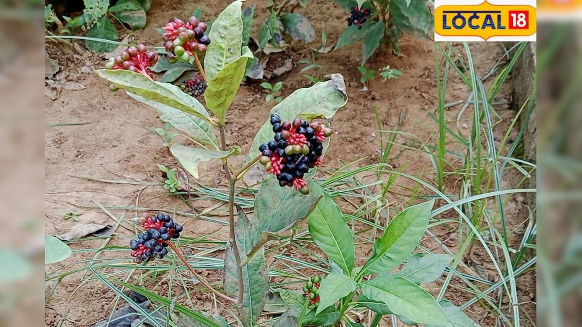 ਇਹ ਚਮਤਕਾਰੀ ਬੂਟਾ ਦਿਮਾਗ ਤੋਂ ਲੈਕੇ ਪੇਟ ਤੱਕ ਦੀਆਂ ਬਿਮਾਰੀਆਂ ਨੂੰ ਕਰਦਾ ਹੈ ਠੀਕ ...