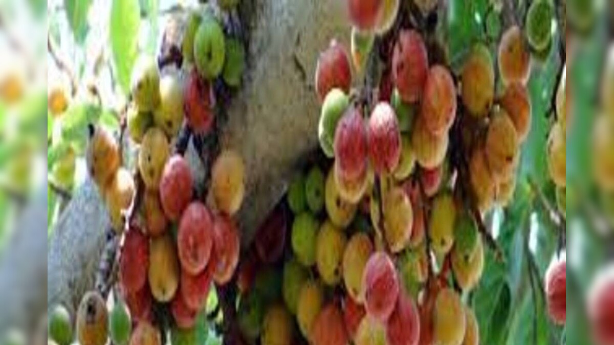 ਗੂਲਰ ਦੇ ਰੁੱਖ ਤੋਂ ਨਿਕਲਣ ਵਾਲਾ ਦੁੱਧ ਠੀਕ ਕਰ ਸਕਦਾ ਹੈ ਕਈ ਬਿਮਾਰੀਆਂ, ਜਾਣੋ ਵਰਤੋਂ ...