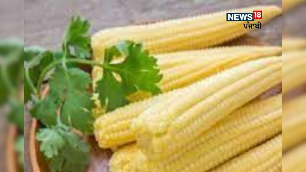 Baby Corn ਦੀ ਖੇਤੀ ਨਾਲ ਸ਼ੁਰੂ ਕਰੋ ਵਧੀਆ ਕਮਾਈ, ਸਰਕਾਰ ਵੀ ਕਰਦੀ ਹੈ ਮਦਦ, ਪੜ੍ਹੋ ...