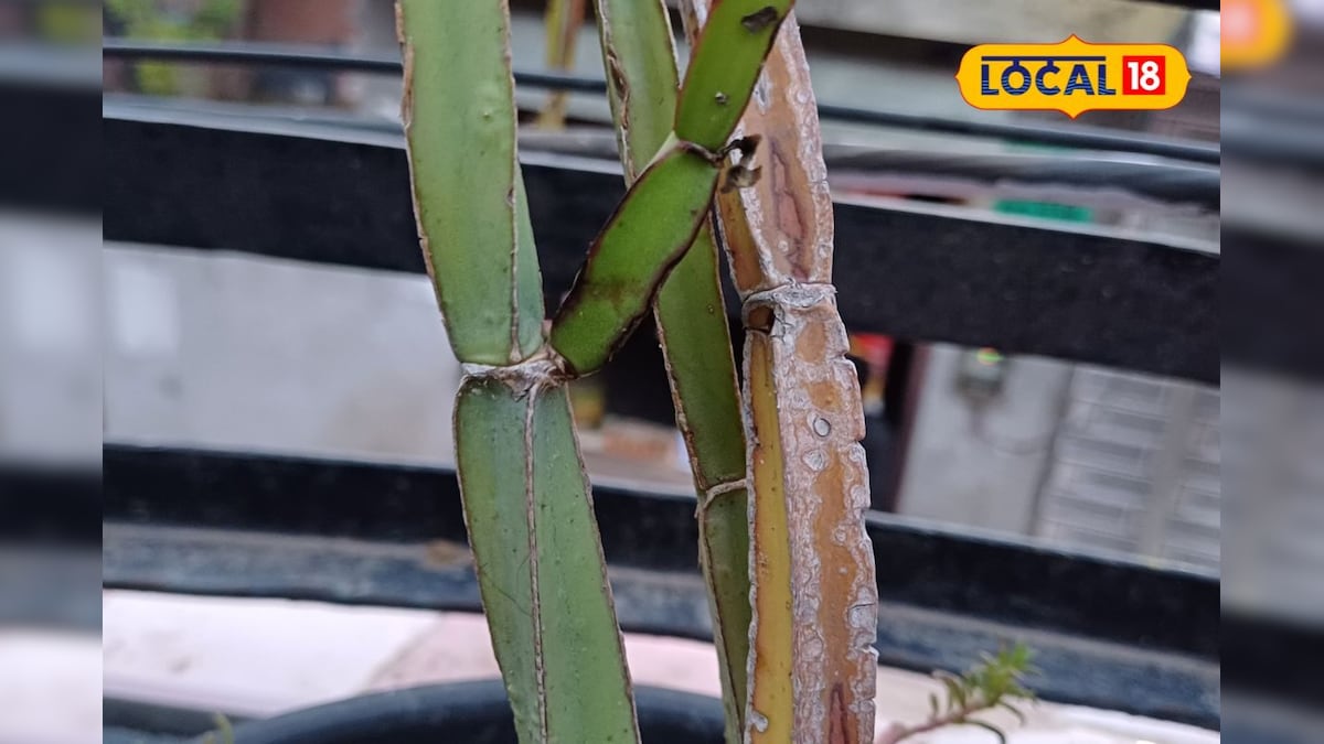 ਗਠੀਆ ਅਤੇ ਹੱਡੀਆਂ ਨੂੰ ਠੀਕ ਕਰਦਾ ਹੈ ਇਹ ਪੌਦਾ, ਜਾਣੋ ਡਾਕਟਰ ਤੋਂ ਵਰਤੋਂ ਦਾ ਤਰੀਕਾ ...