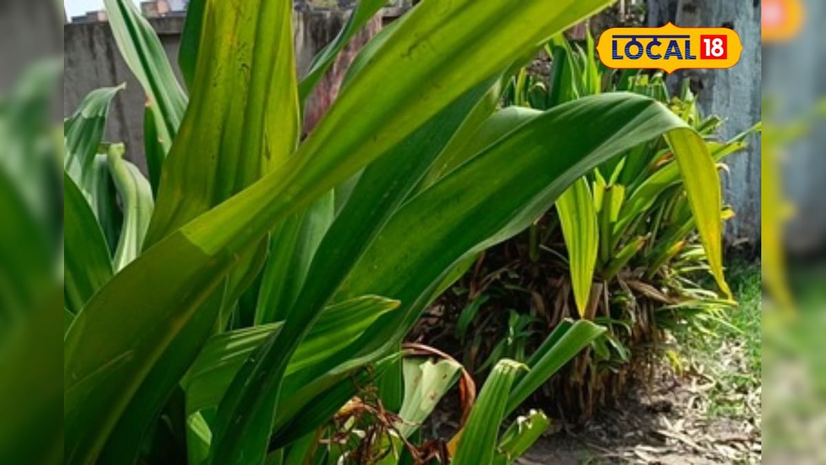 ਸਫੇਦ ਫੁੱਲਾਂ ਵਾਲਾ ਇਹ ਪੌਦਾ ਹੱਡੀਆਂ ਦੇ ਦਰਦ ਲਈ ਵਰਦਾਨ ਤੋਂ ਘੱਟ ਨਹੀਂ, ਜਾਣੋ ਇਸਦੇ ...