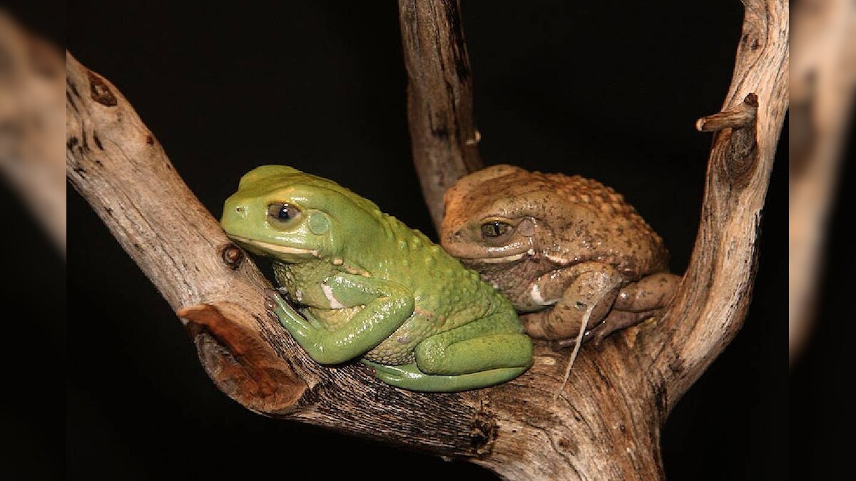 ਵੇਖਿਆ ਅਜਿਹਾ ਡੱਡੂ ਜੋ ਪਾਣੀ ਦੀ ਬਜਾਏ ਰੁੱਖਾਂ 'ਤੇ ਰਹਿਣਾ ਪਸੰਦ ਕਰਦਾ ਹੈ, ਜਾਣੋ ...