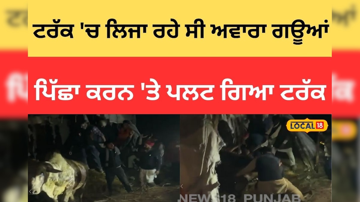 ਟਰੱਕ 'ਚ ਲਿਜਾ ਰਹੇ ਸੀ ਅਵਾਰਾ ਗਊਆਂ, ਗਊ ਸੇਵਕਾਂ ਨੇ ਕੀਤਾ ਪਿੱਛਾ ਤਾਂ ਪਲਟ ਗਿਆ ...