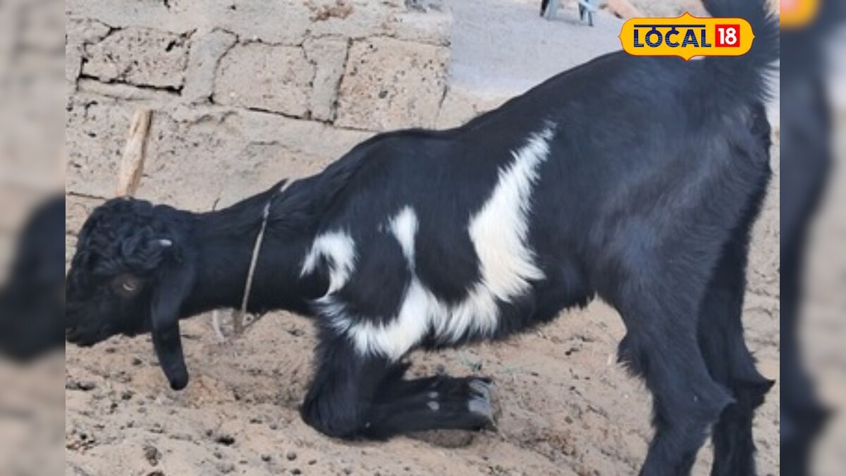 ਇਸ ਬੱਕਰੀ ਦੇ ਅੱਗੇ ਲਗਜ਼ਰੀ ਕਾਰ ਵੀ ਹੈ ਸਸਤੀ, ਇਸ ਦੇ ਸਰੀਰ 'ਤੇ ਲਿਖਿਆ ਹੈ ਅੱਲ੍ਹਾ ...