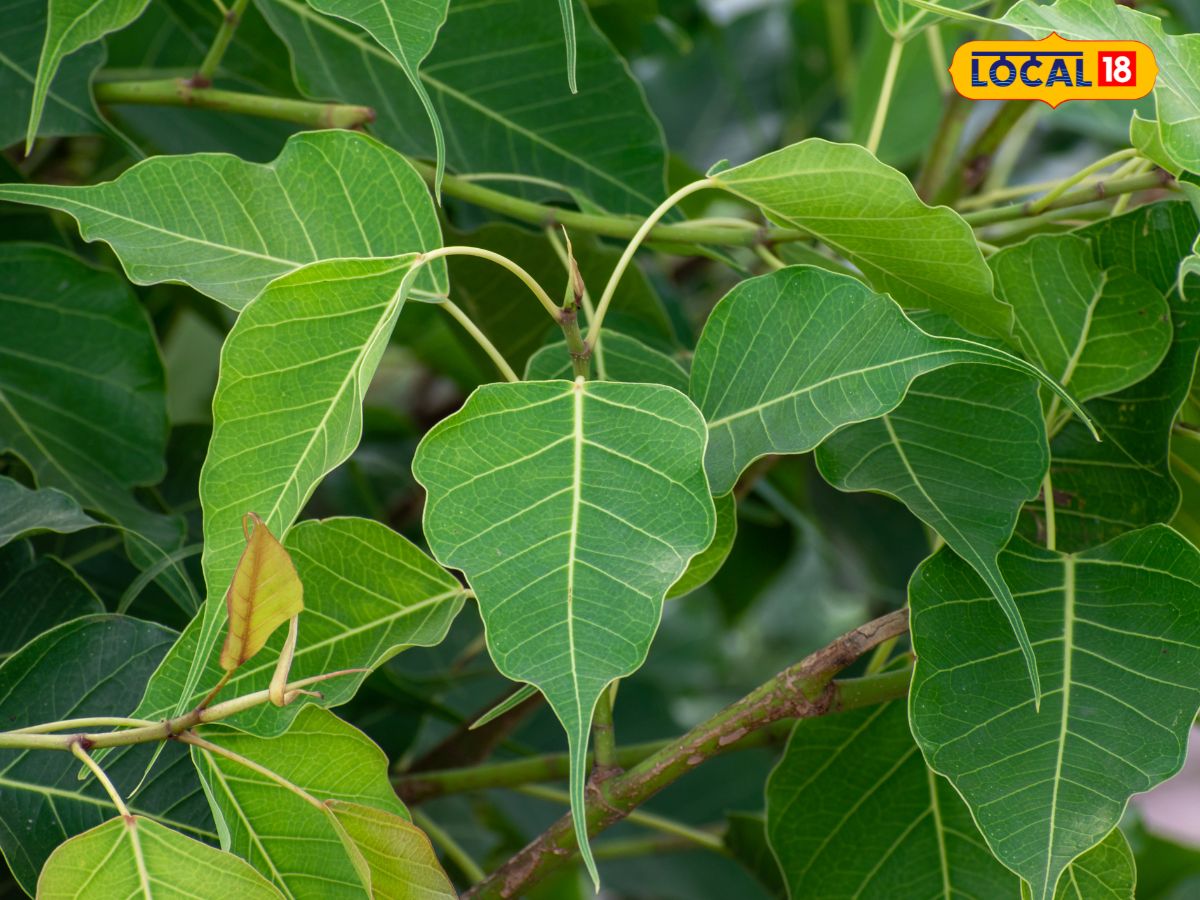 ਇਹ ਦਰਖਤ ਸ਼ੂਗਰ, ਜਿਗਰ, ਦਿਲ, ਦਮਾ ਵਰਗੀਆਂ ਕਈ ਬਿਮਾਰੀਆਂ ਲਈ ਹੈ ਰਾਮਬਾਣ...ਜਾਣੋ ...