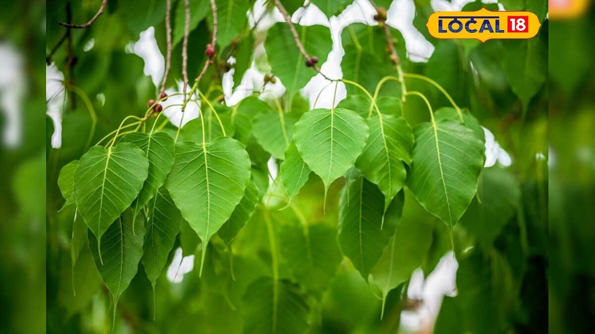 ਇਹ ਦਰਖਤ ਸ਼ੂਗਰ, ਜਿਗਰ, ਦਿਲ, ਦਮਾ ਵਰਗੀਆਂ ਕਈ ਬਿਮਾਰੀਆਂ ਲਈ ਹੈ ਰਾਮਬਾਣ...ਜਾਣੋ ...