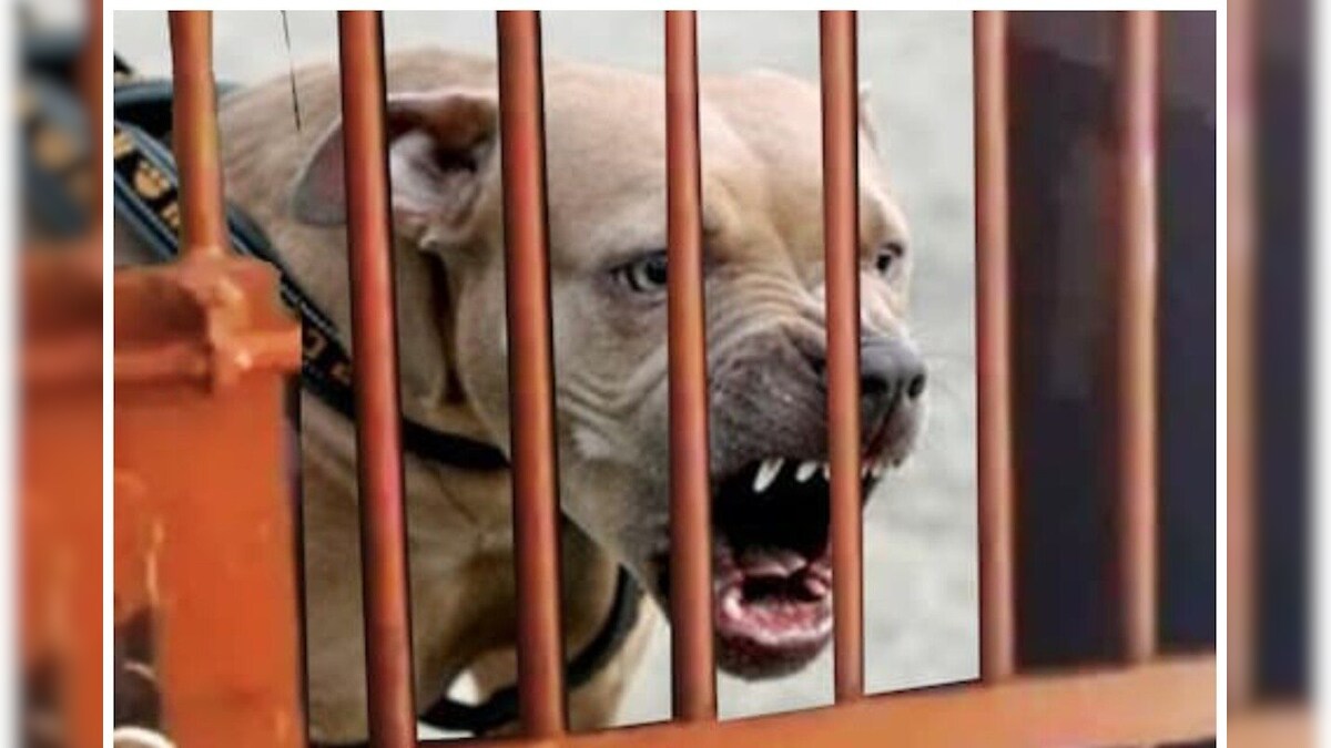 those five foreigner dogs whose breeding in india has been banned by ...