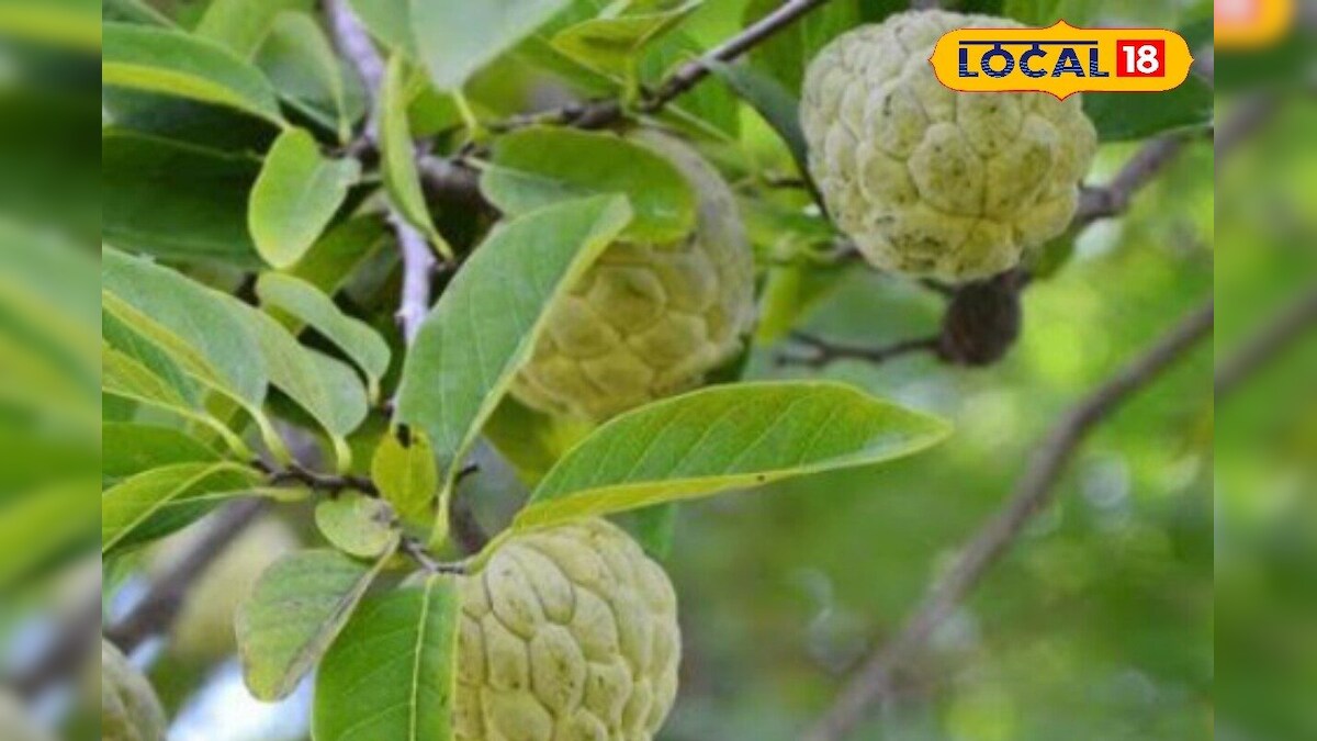 leaves and fruits of this tree have the power to cure many diseases it ...