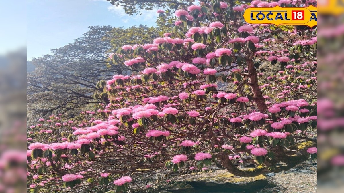 this flower is no less than sanjeevani available only for 2 months used ...