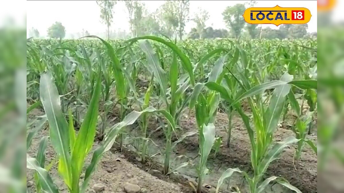 cultivate these top five varieties of maize in kharif season and become ...