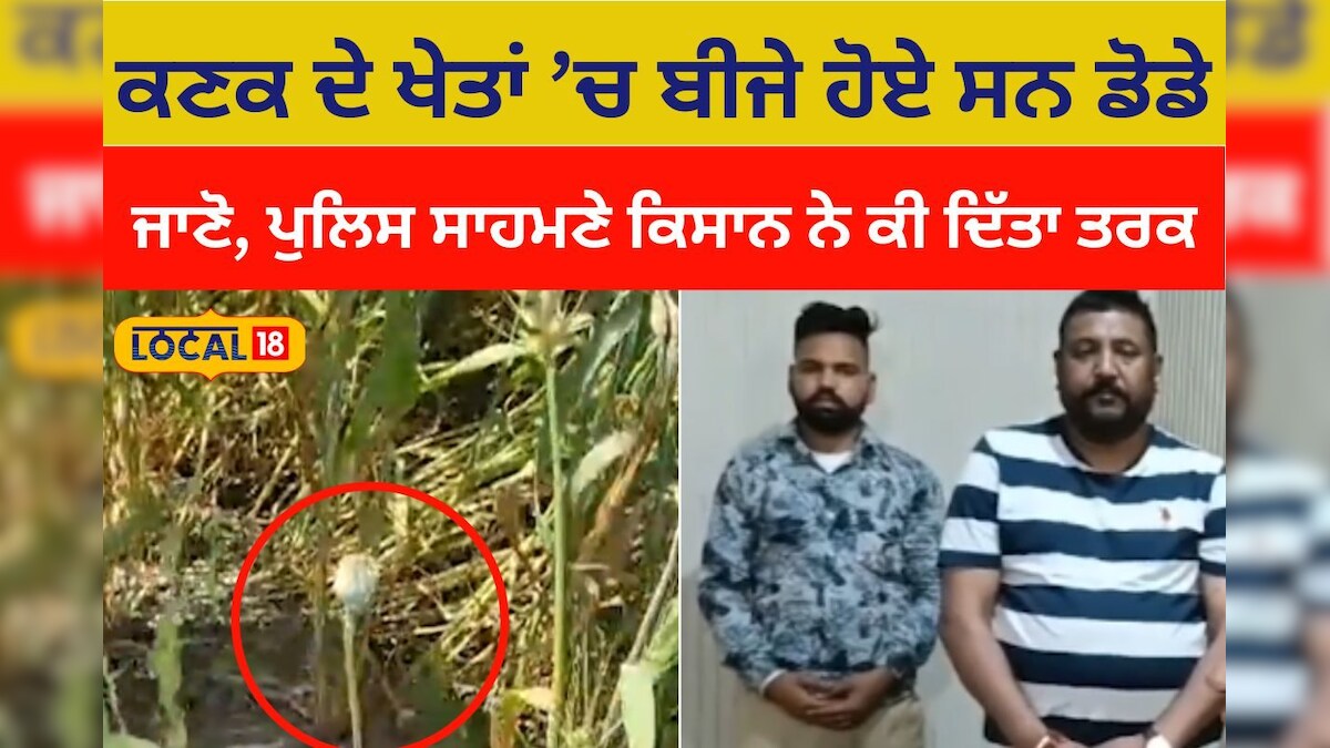 Poppy husk sown in the fields of wheat listen what reason farmer give ...