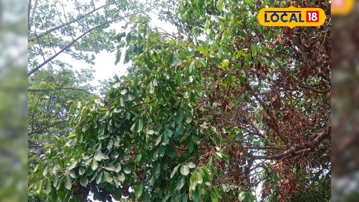 ਰੋਗਾਂ ਦੇ ਦੁਸ਼ਮਣ ਹਨ ਇਹ ਪੌਦੇ, ਪੱਤਿਆਂ ਤੋਂ ਲੈ ਕੇ ਫਲਾਂ ਤੱਕ ਔਸ਼ਧੀ, ਸ਼ੂਗਰ ਦੇ ...