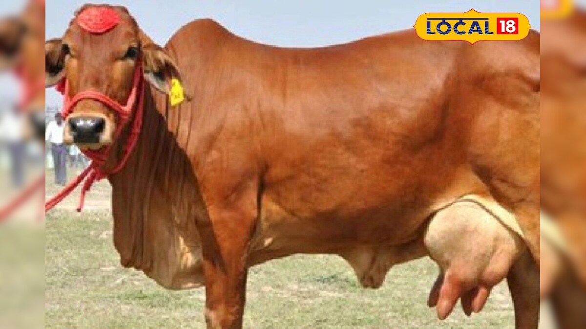 foreign gersey cow fails in front of this local cow gives 80 liters of ...