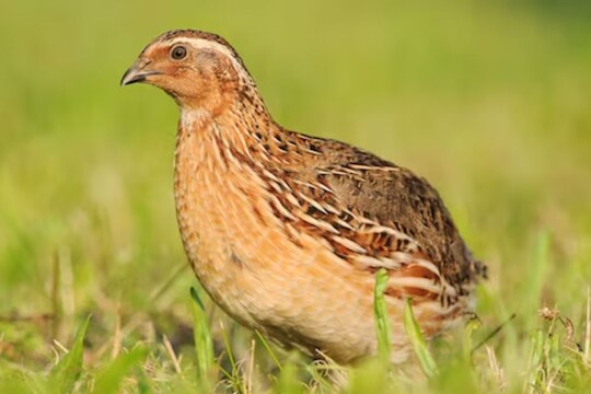 Do you know which birds seem harmless at first sight but are very ...