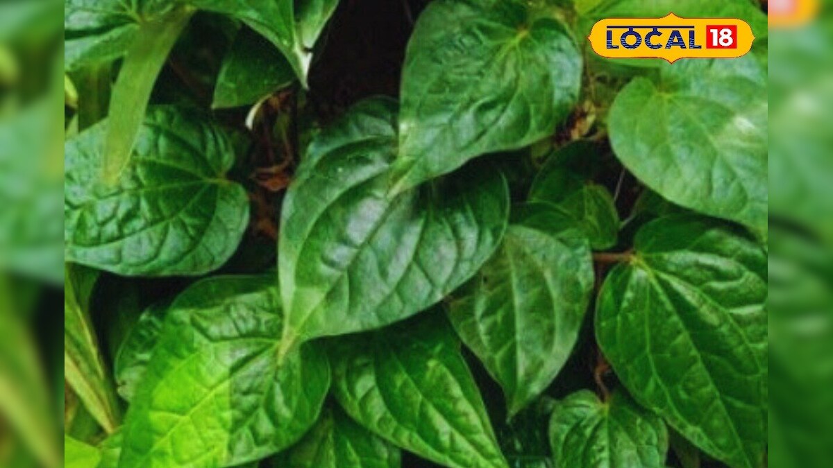 Regular intake of Pan has led to a beneficial medicine in many diseases ...