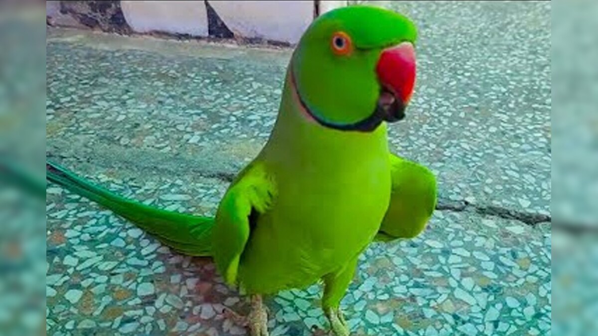 ਘਰ ਵਿਚ ਤੋਤਾ ਪਾਲਣਾ ਸ਼ੁੱਭ ਜਾਂ ਅਸ਼ੁੱਭ, ਜਾਣ ਲਵੋ ਵਾਸਤੂ ਸ਼ਾਸਤਰ ਦੇ ਨਿਯਮ ...