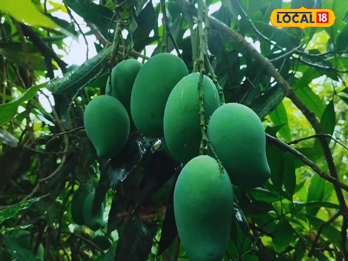 ਅੰਬਾਂ ਨਾਲ ਇੱਕ ਆਦਮੀ ਨੂੰ ਇੰਨਾ ਪਿਆਰ, ਇੱਕ ਦਰੱਖਤ 'ਤੇ ਉਗਾ ਦਿੱਤੇ 24 ਕਿਸਮ ਦੇ ਅੰਬ, A man is so in love ...