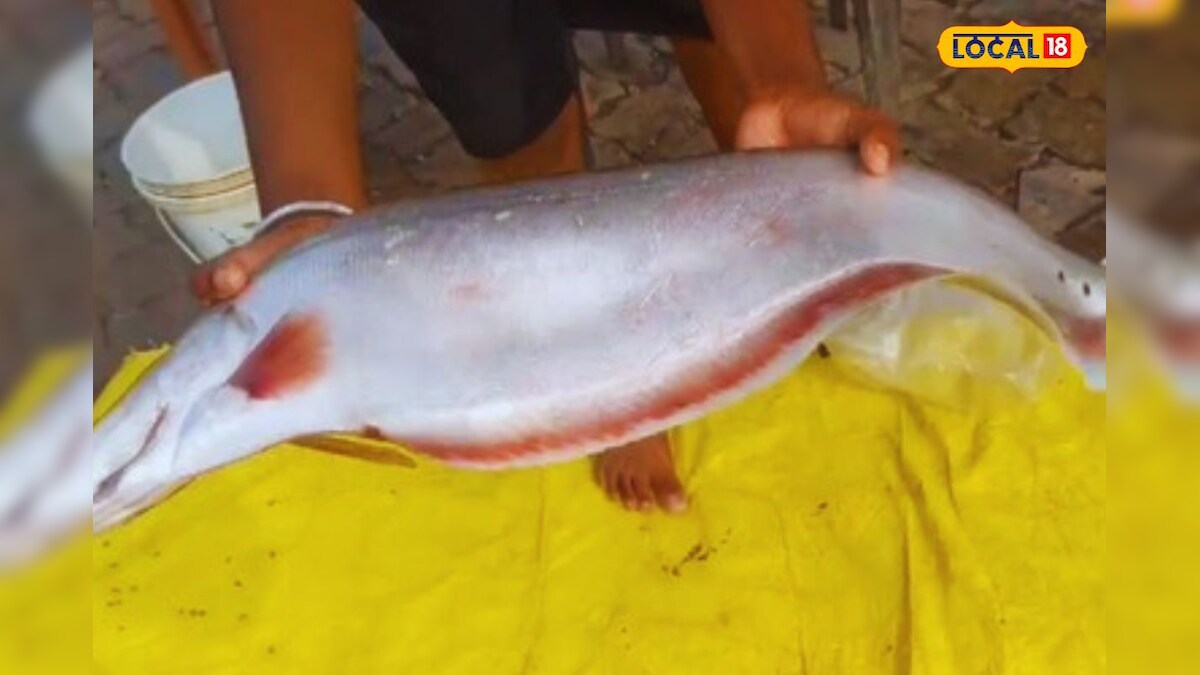 ਮਾਹੀ-ਮਾਹੀ ਨਹੀਂ...ਮੋਏ ਮੱਛੀ ਹੈ ਸਭ ਤੋਂ ਮਹਿੰਗੀ, ਕੀਮਤ ਸੁਣ ਉੱਡ ਜਾਣਗੇ ਤੁਹਾਡੇ ...