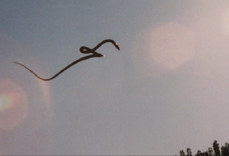 ਕਿਵੇਂ ਦੇ ਹੁੰਦੇ ਹਨ ਉੱਡਣੇ ਸੱਪ, ਉਨ੍ਹਾਂ ਦੀਆਂ ਉਡਦੀਆਂ ਤਸਵੀਰਾਂ ਦੇਖ ਕੇ ਤੁਸੀਂ ਵੀ ਹੋ ਜਾਵੋਗੇ ਹੈਰਾਨ, ਇਹ ਸੱਪ ...