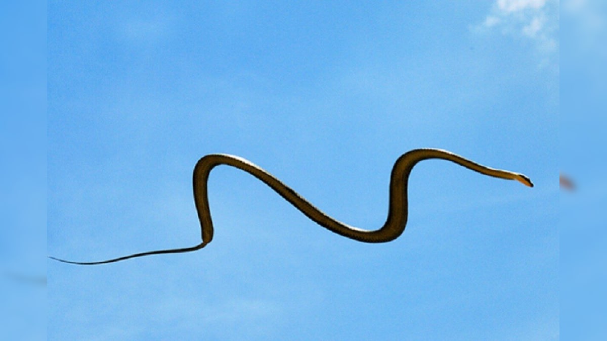 ਕਿਵੇਂ ਦੇ ਹੁੰਦੇ ਹਨ ਉੱਡਣੇ ਸੱਪ, ਉਨ੍ਹਾਂ ਦੀਆਂ ਉਡਦੀਆਂ ਤਸਵੀਰਾਂ ਦੇਖ ਕੇ ਤੁਸੀਂ ਵੀ ...