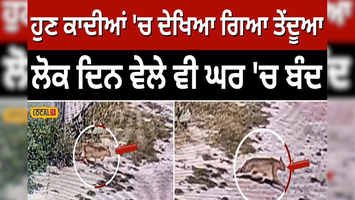 ਹੁਣ ਕਾਦੀਆਂ 'ਚ ਦੇਖਿਆ ਗਿਆ ਤੇਂਦੂਆ, ਲੋਕ ਦਿਨ ਵੇਲੇ ਵੀ ਘਰ 'ਚ ਬੰਦ ਰਹਿਣ ਨੂੰ ...