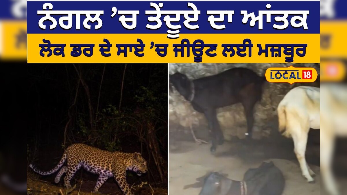Leopard gut in Nangal Humans and animals are forced to live in the ...
