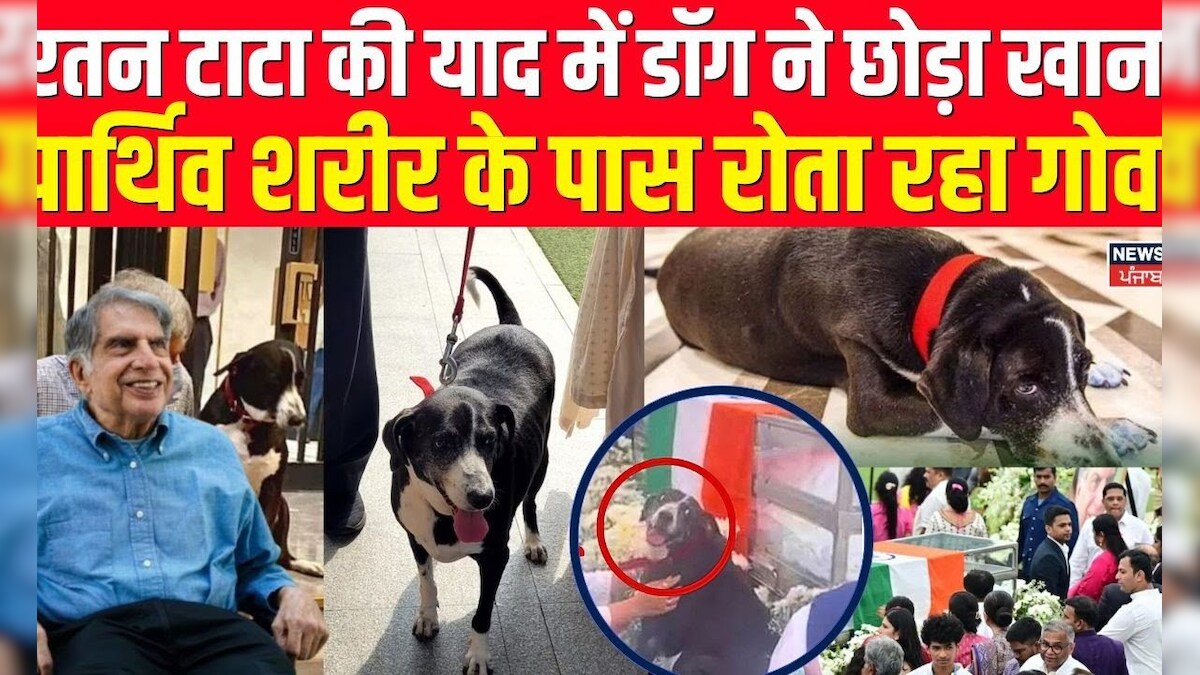 Ratan Tata Pet Dog Goa : रतन टाटा की याद में डॉग ने छोड़ा खाना, पार्थिव ...