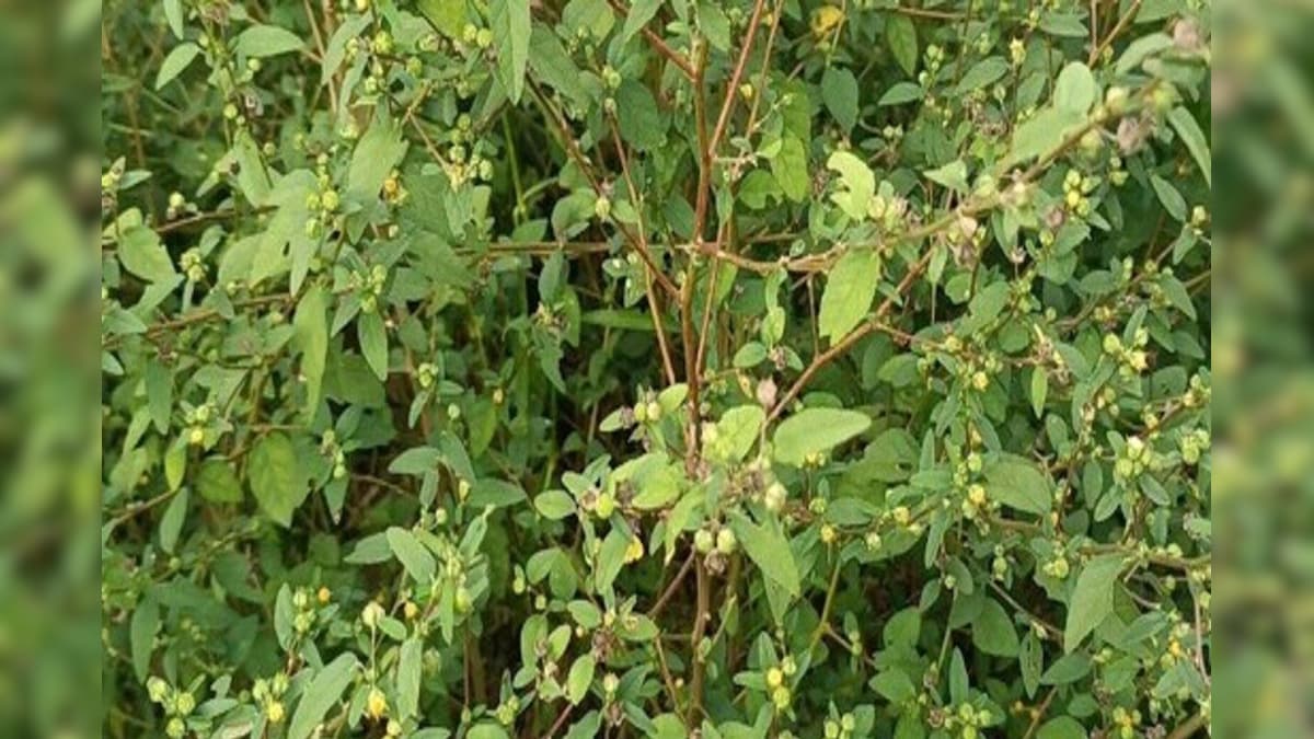 ਬੁੱਢੇ ਲੋਕਾਂ 'ਚ ਵੀ ਜੋਸ਼ ਲਿਆਉਂਦਾ ਹੈ ਇਹ ਪੌਦਾ, ਵਿਟਾਮਿਨ ਅਤੇ ਖਣਿਜਾਂ ਨਾਲ ਭਰਪੂਰ ...