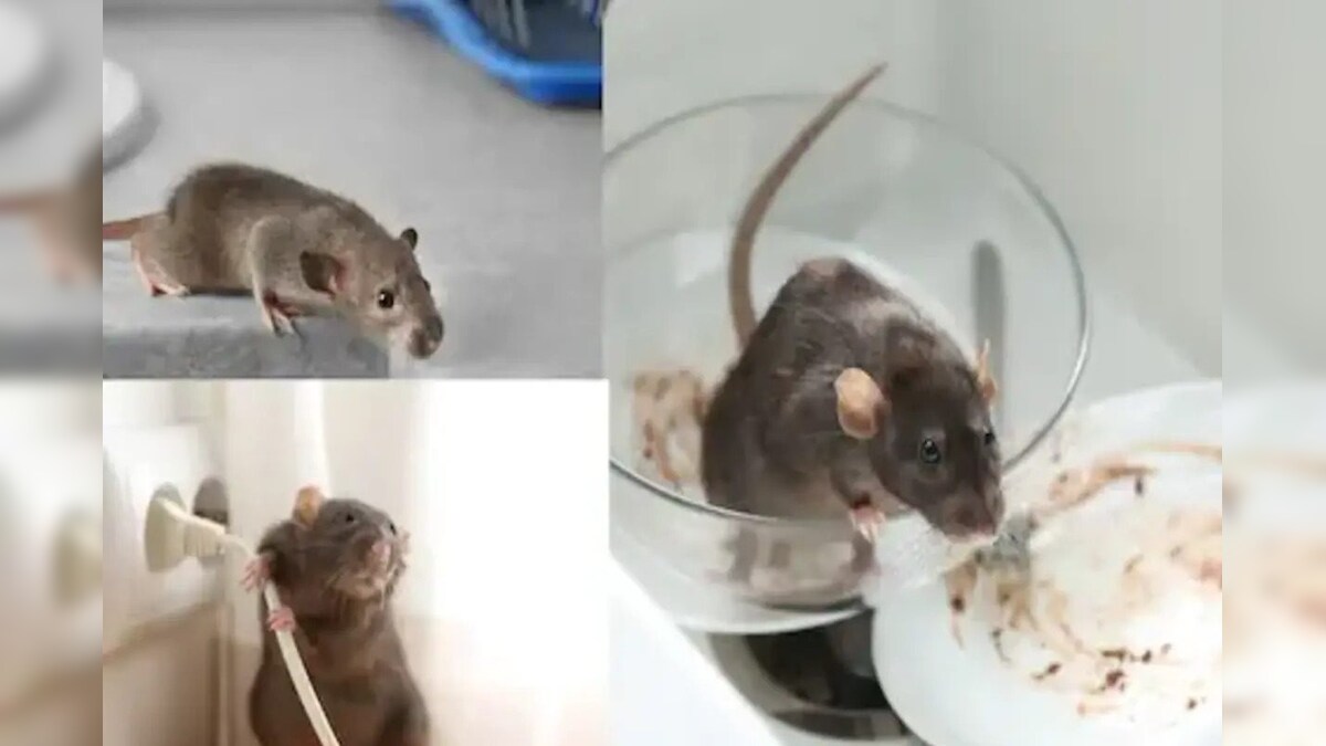 ਘਰ 'ਚ ਨਹੀਂ ਆਉਣਗੇ ਚੂਹੇ, ਜ਼ਹਿਰੀਲੀ ਦਵਾਈ ਨਹੀਂ, ਲਾਲ ਪਾਊਡਰ ਦੀ ਕਰੋ ਵਰਤੋਂ, 4 ...