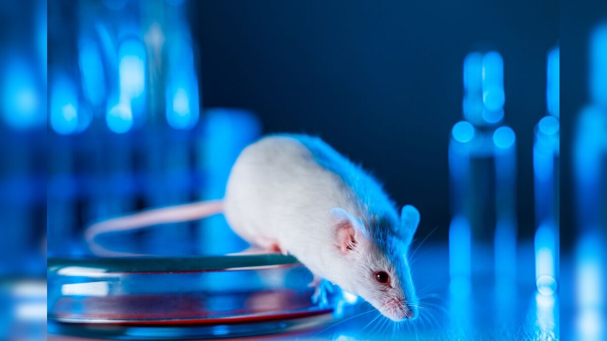 GK: ਇਨਸਾਨਾਂ 'ਤੇ ਅਜ਼ਮਾਉਣ ਤੋਂ ਪਹਿਲਾਂ ਚੂਹਿਆਂ 'ਤੇ ਪ੍ਰਯੋਗ ਕਿਉਂ ਕੀਤੇ ਜਾਂਦੇ ਹਨ ...