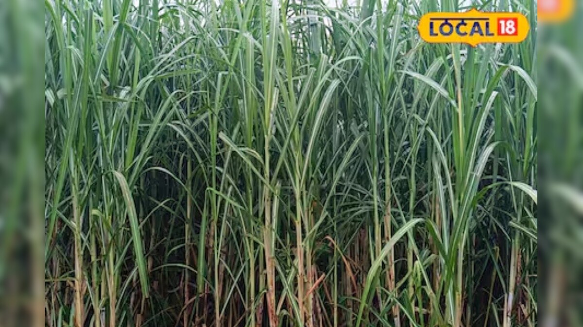 Last date of Farmer Registry Process Digital under Agri Stack scheme ...