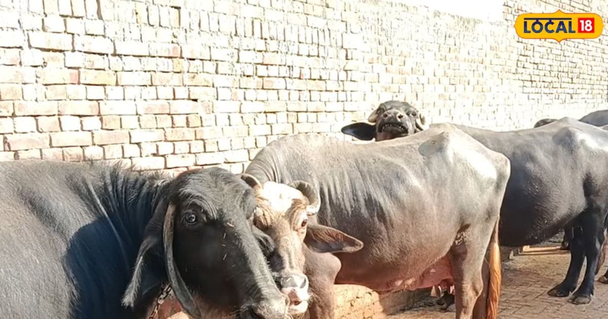 Vaccinating dairy cattle beware, team investigating faridkot mv ...