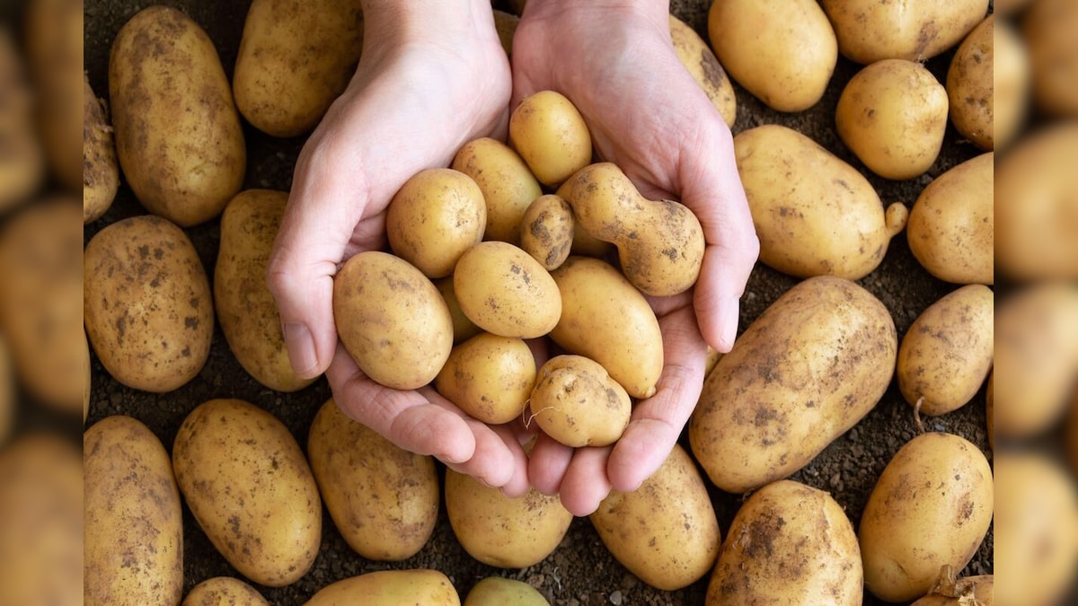 potato originate from tomato 9 million years ago Scientists make a big ...
