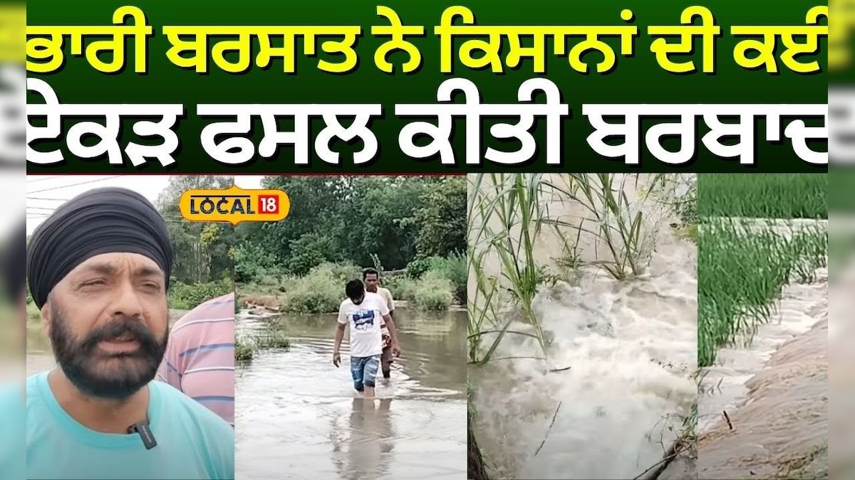 Dasuya News | ਭਾਰੀ ਬਰਸਾਤ ਨੇ ਕਿਸਾਨਾਂ ਦੀ ਕਈ ਏਕੜ ਫਸਲ ਕੀਤੀ ਬਰਬਾਦ | Farmers ...